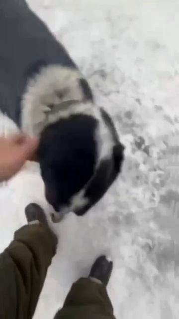 Медвежата для души САО Ник🍀 и Герда 🌸 ищут 🏠❗Пост в описании  🎥 #алабай #сао #собака #любовь