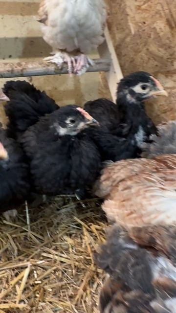 Кохинхины малыши