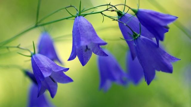 "Колокольчик - голос России"