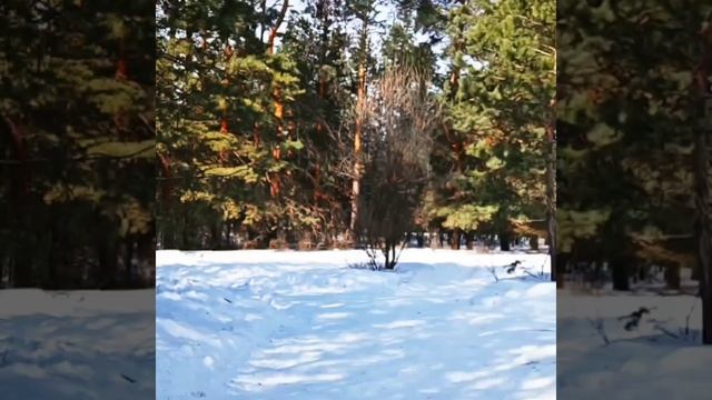 Сосны в Кондурчинском Красноярский р-н