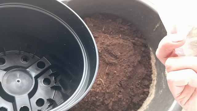 НЕ ВЯЗАЛЬНЫЙ ЭПИЗОД,САЖАЮ ЛИЛИИ