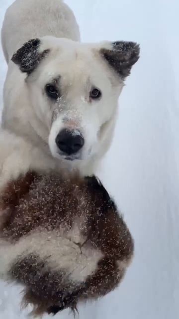 Достойная пара САО Гарри 🍀 и Лея 🌸 ищут 🏠❗Пост в описании  🎥 #алабай #dog #собака #сао #любовь