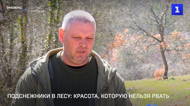 Подснежники в лесу: красота, которую нельзя рвать