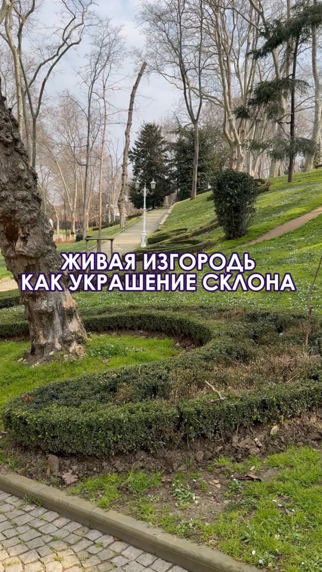 Живая изгородь как украшение склона в парке Гюльхане (Gülhane Parki, Gulhane Park), Стамбул 🇹🇷