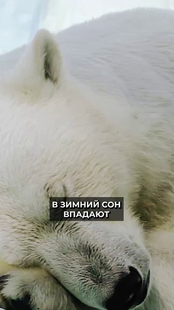 🤔 Впадают ли белые медведи в спячку
