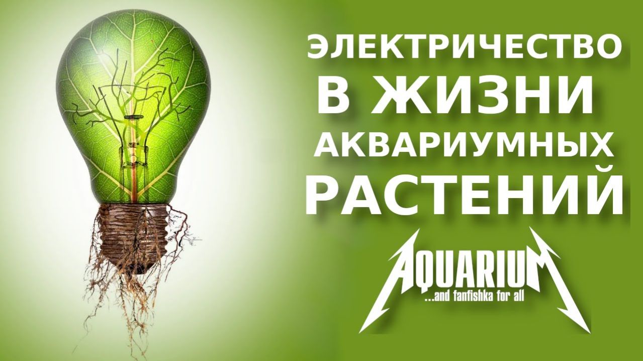 Электричество в жизни аквариумных растений, интересные факты!