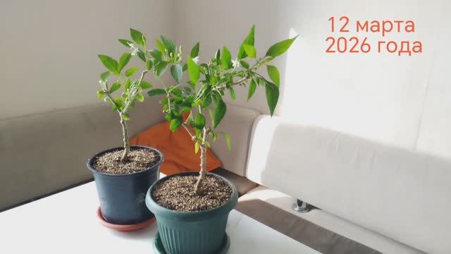 Уход за комнатными Перцами весной. #уходзаперцамивесной, #комнатныеперцы, #Желтыйбум, #Алладин