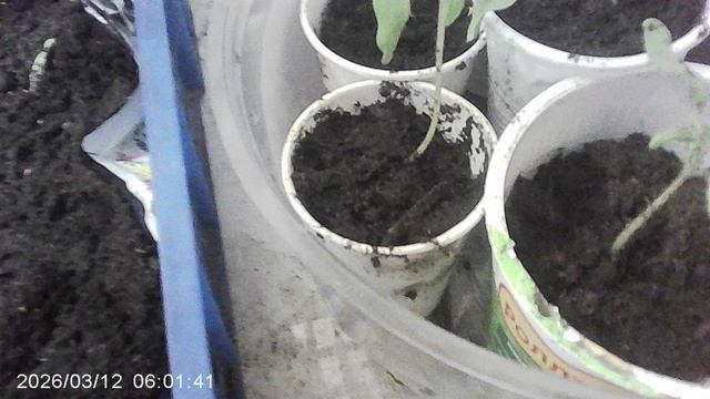 Обзор рассады томатов (Сорт ОляФ1, посажен в феврале, рассажен в марте)