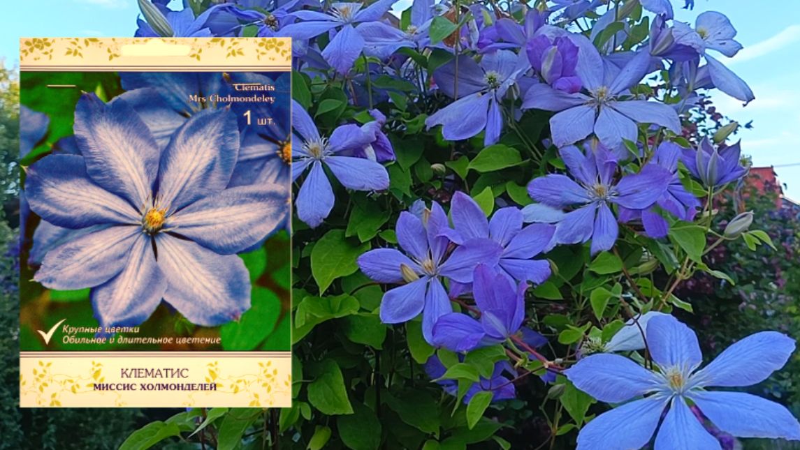 Клематисы из каперов, из коробок, из питомника