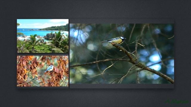 Vasim - Flight In Sleigh