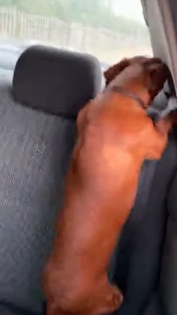 Лучшего друга увозят 🐶