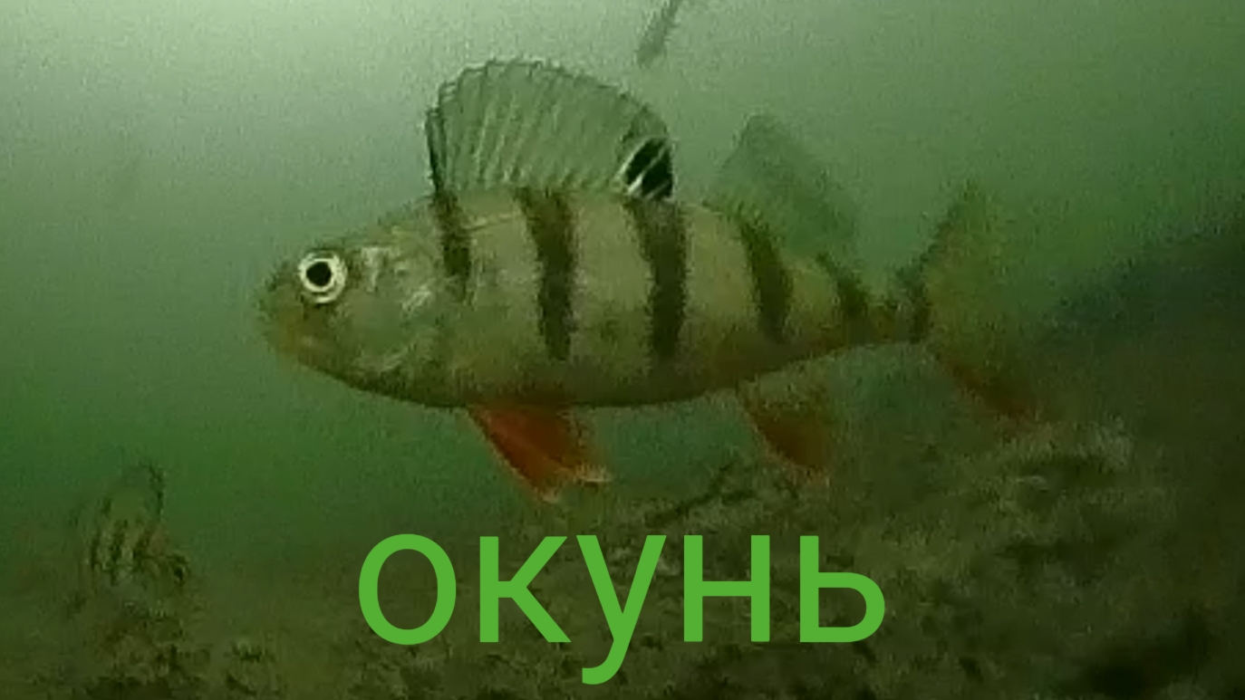 подводная съёмка реакции окуня на мормышку