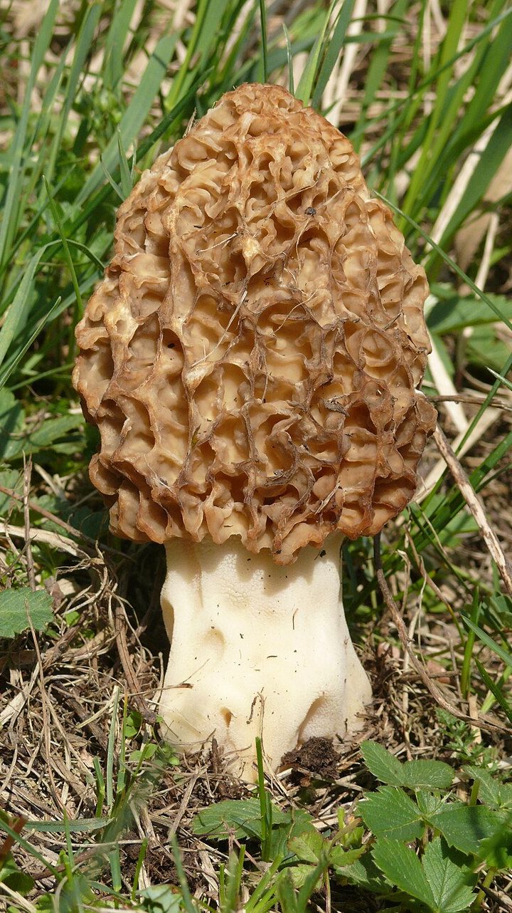 ГИГАНТСКИЙ ГРИБ СМОРЧОК СЪЕДОБНЫЙ #гриб #сморчок