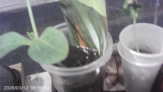 Обзор и полив кабачкового растения январской посадки. Сорт "Чёрный Красавец"