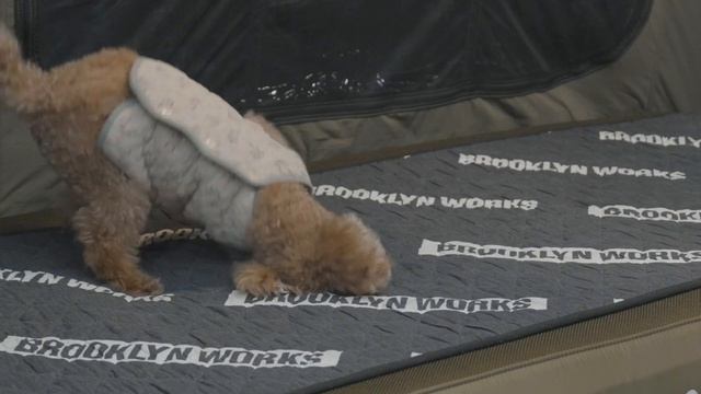 Уютный кемпинг в огромной надувной палатке Coody