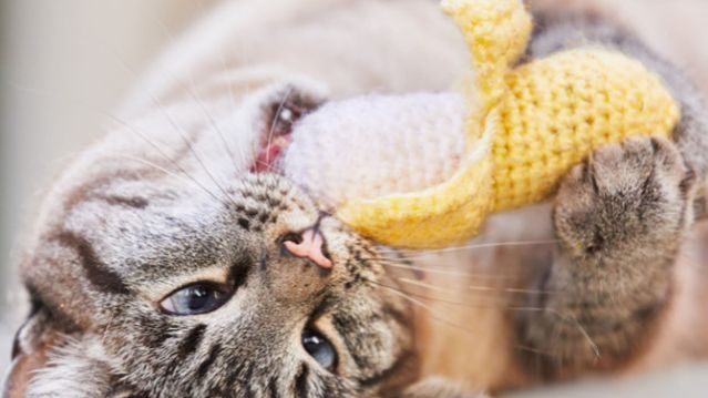 Как действует кошачья мята