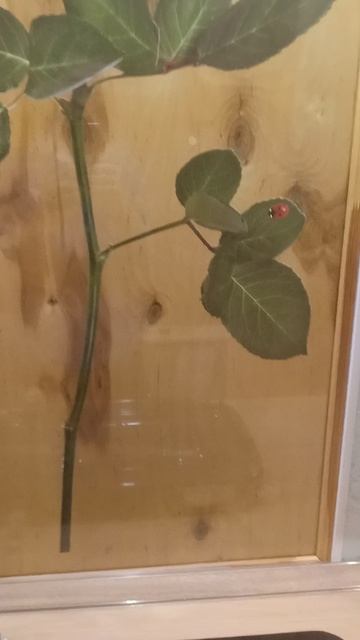 Малозатратный и оригинальный фартук над столами в кухне.