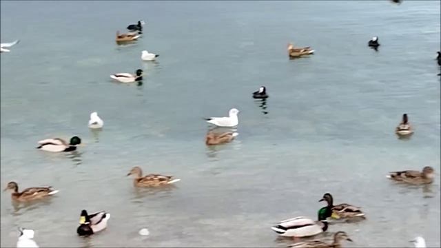 Море, облака, птицы весенним днём.  (Феодосия.  Крым)