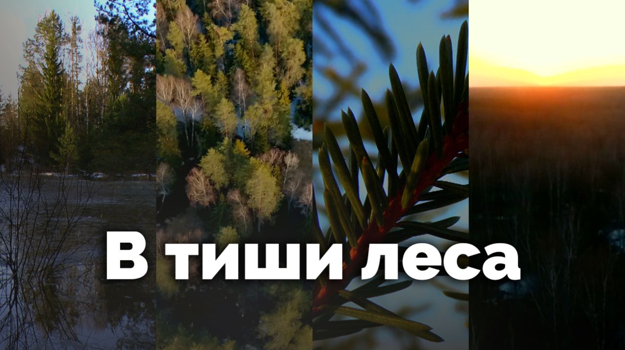 В тиши леса | С любовью к русской природе