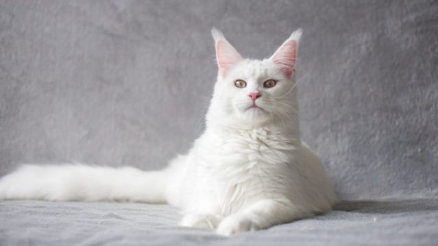 Кот или кошка кого выбрать