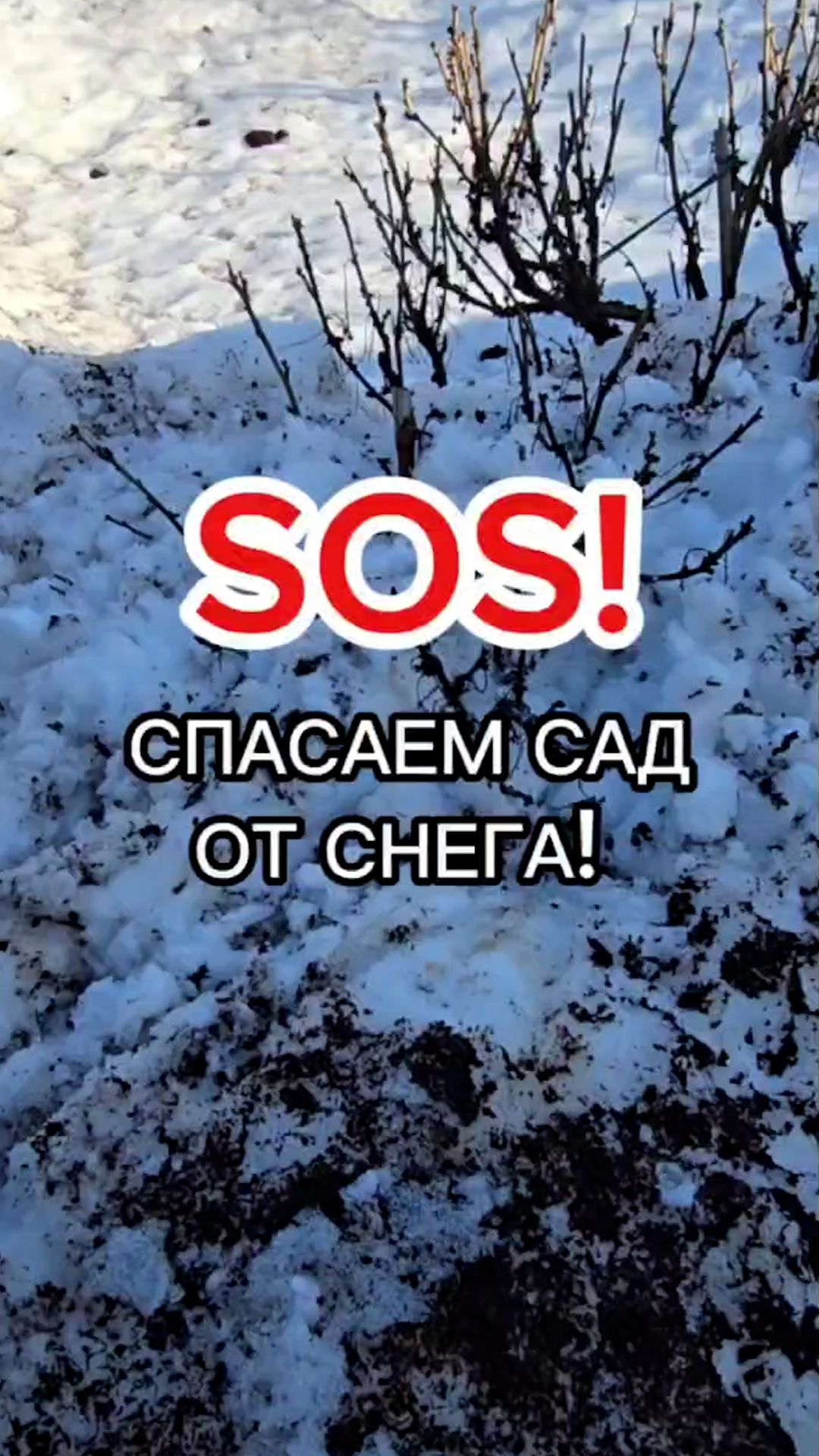 СРОЧНО! Как защитить плодовый сад при таянии снега?