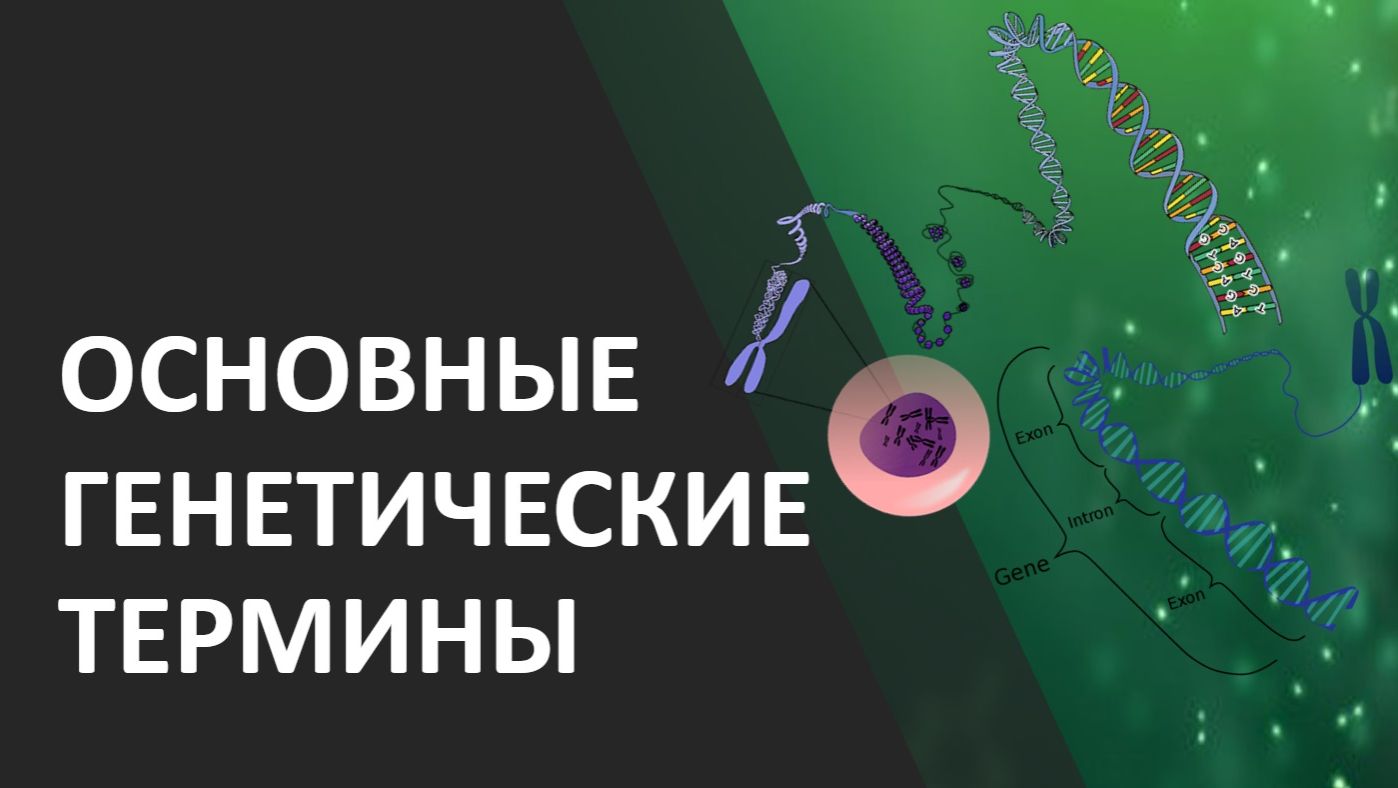 Основные генетические термины | ЕГЭ/ОГЭ БИО