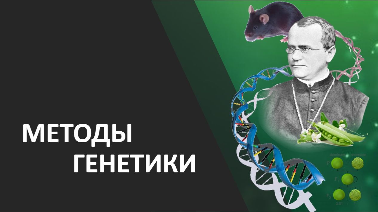 Методы генетики | ЕГЭ/ОГЭ БИО