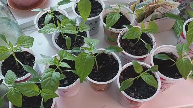 Уход за рассадой// чем и как подкармливать