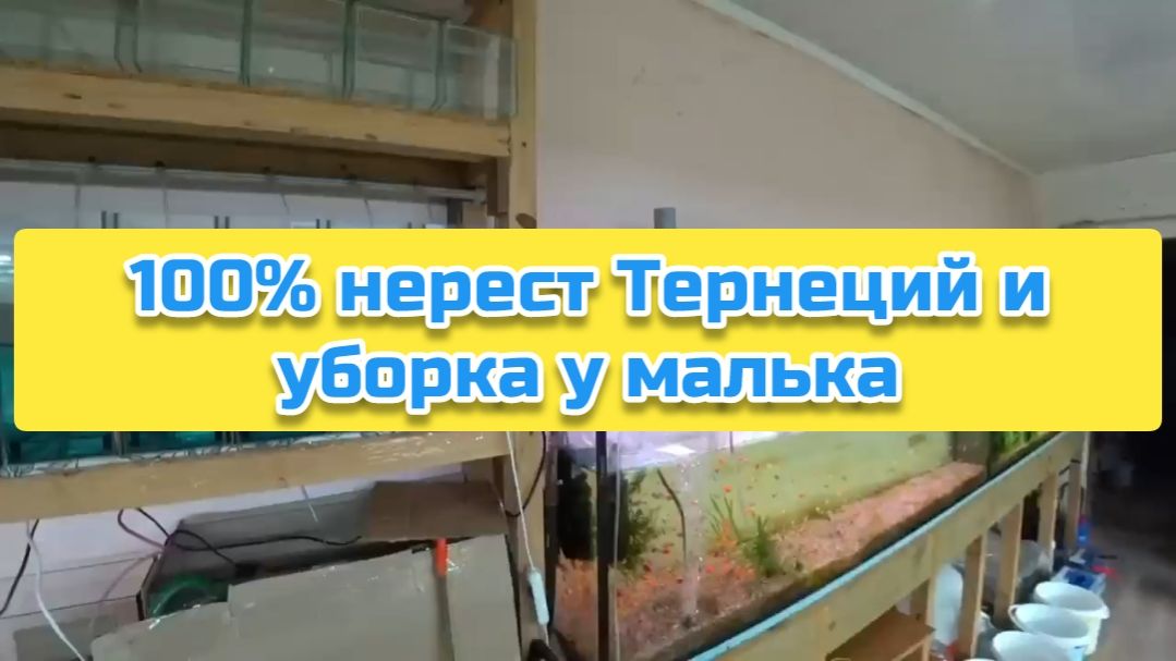 100% нерест Тернеций и уборка у малька