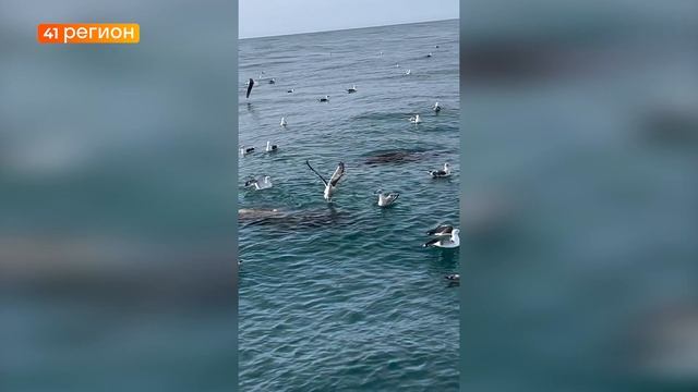 СИВУЧИ И ЧАЙКИ: РЫБАКИ ЗАМЕТИЛИ «КОЛЛЕГ» В ОХОТСКОМ МОРЕ • БЕЗ КОММЕНТАРИЕВ