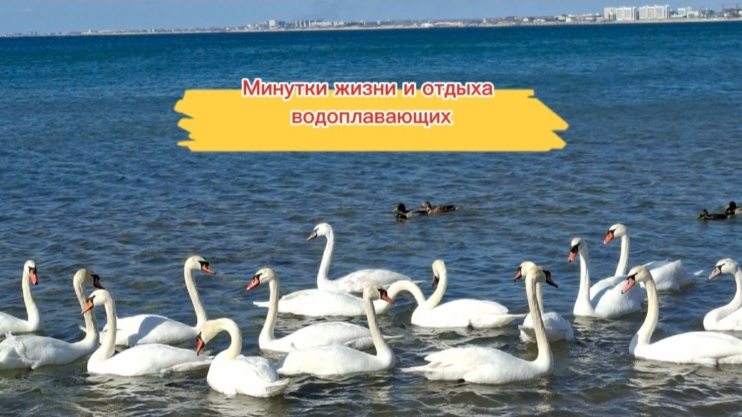 Анапа. Минутки жизни и отдыха водоплавающих