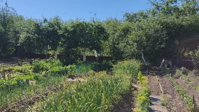 25.06.2024. Обзор огорода на проекте Суворова. Сырой и холодный июнь.