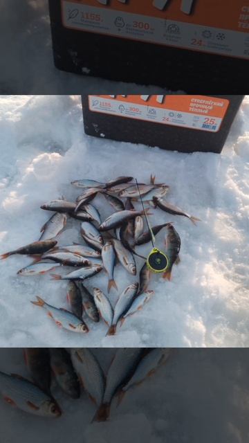 Вечерний клев. Сегодня порыбачил на Мормышку с мотылем🎣 Прикормка Стерля. Клёв вялый.