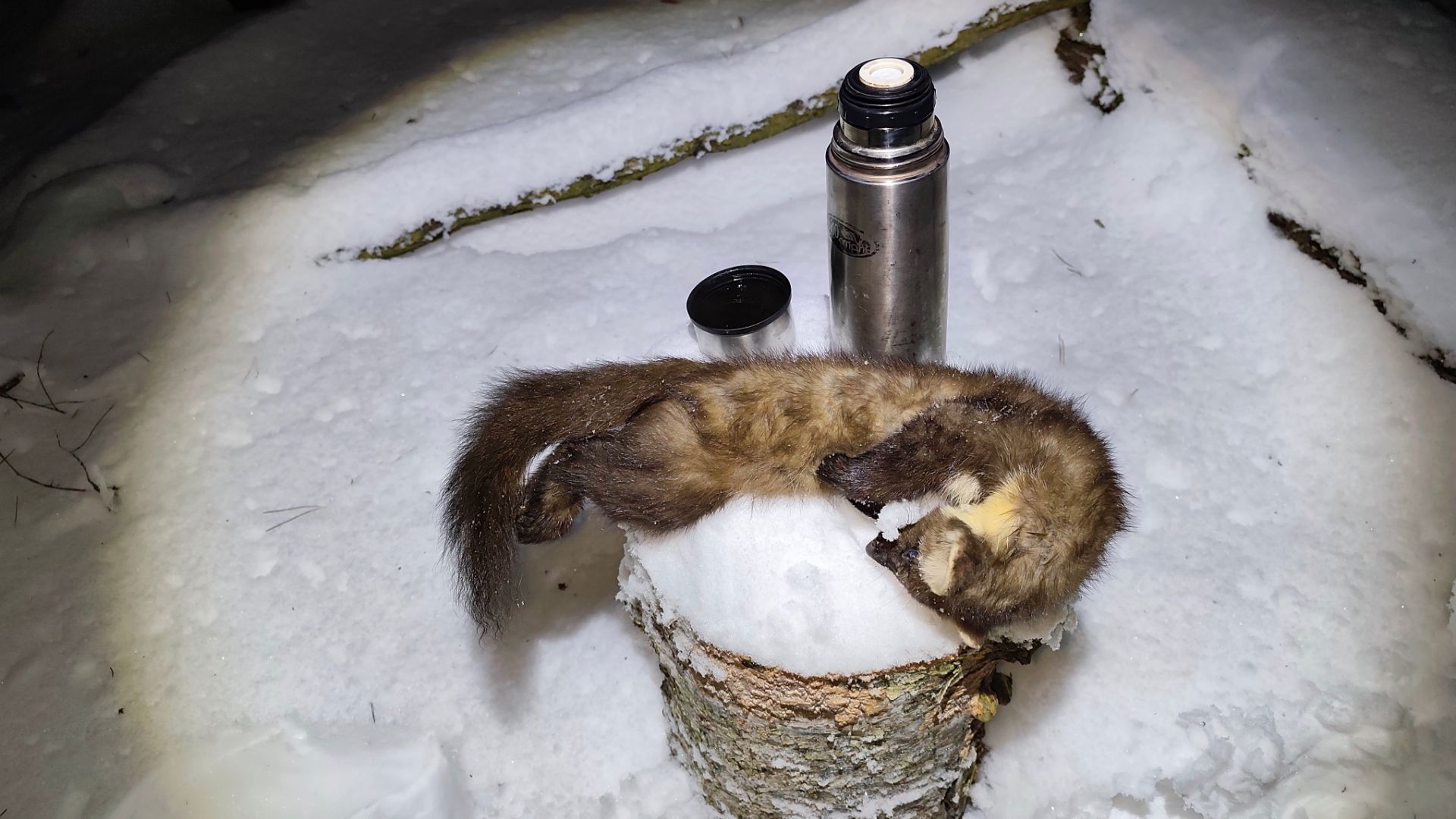 Открытие сезона охоты на куницу. Удачная проверка капканов.