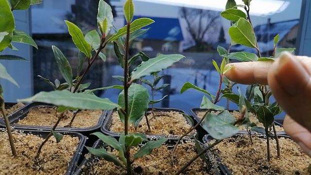 Лавр в горшке, много сеянцев в одном, пересадка