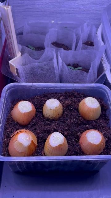 12 марта 2026 посадка лука на перо, надеемся на хороший результат.