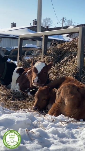 Весна официально вступила в свои права, и лучшее тому доказательство — наши разомлевшие малыши! ☀️🐮
