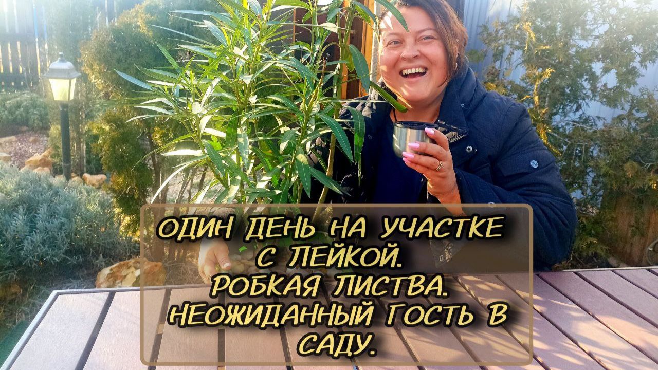 Садовая рутина или обычный рабочий день без спешки. Полив, подкормка и...Бамбук_ Рабочий влог #12