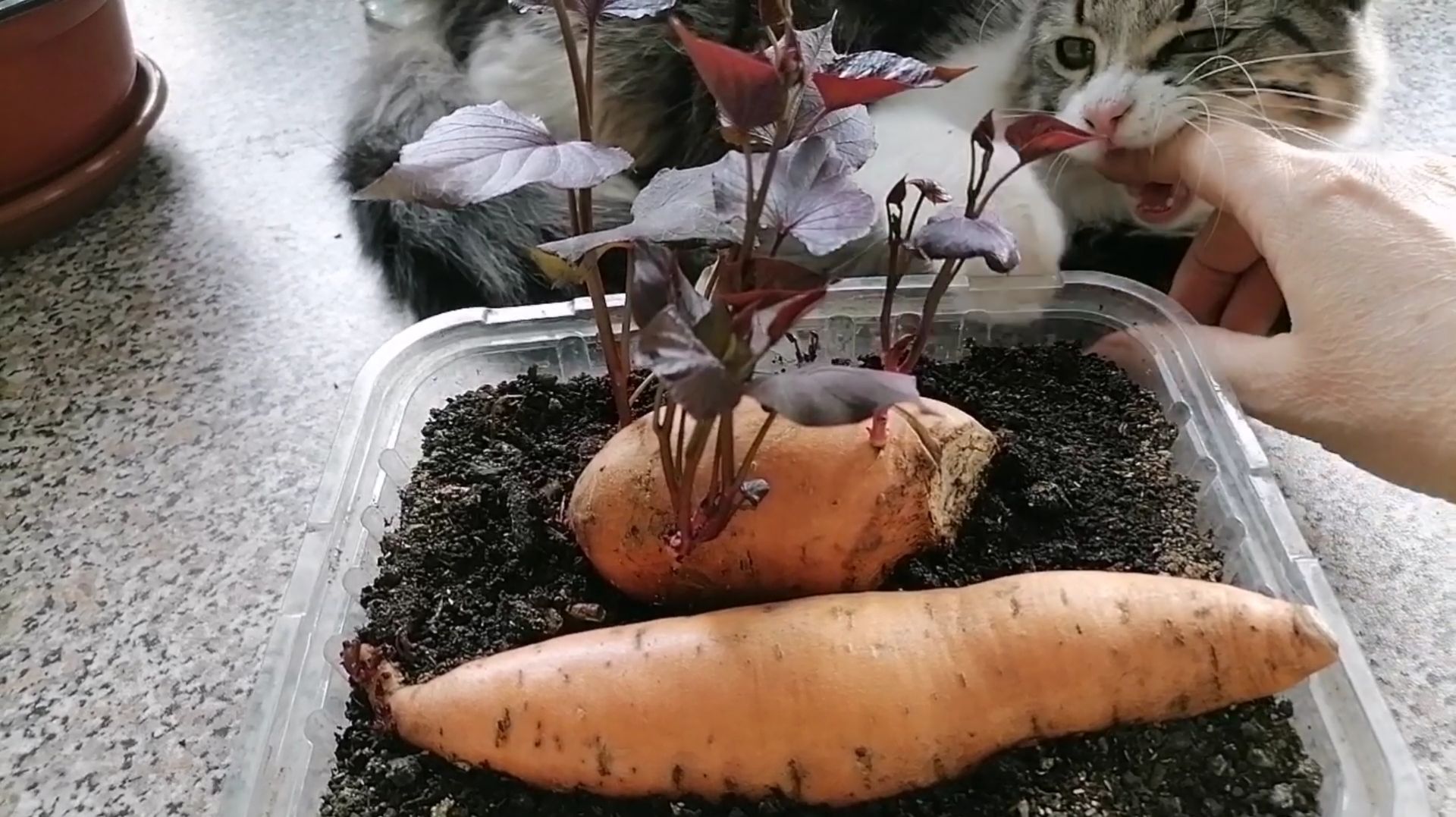 Как посадить и прорастить батат?