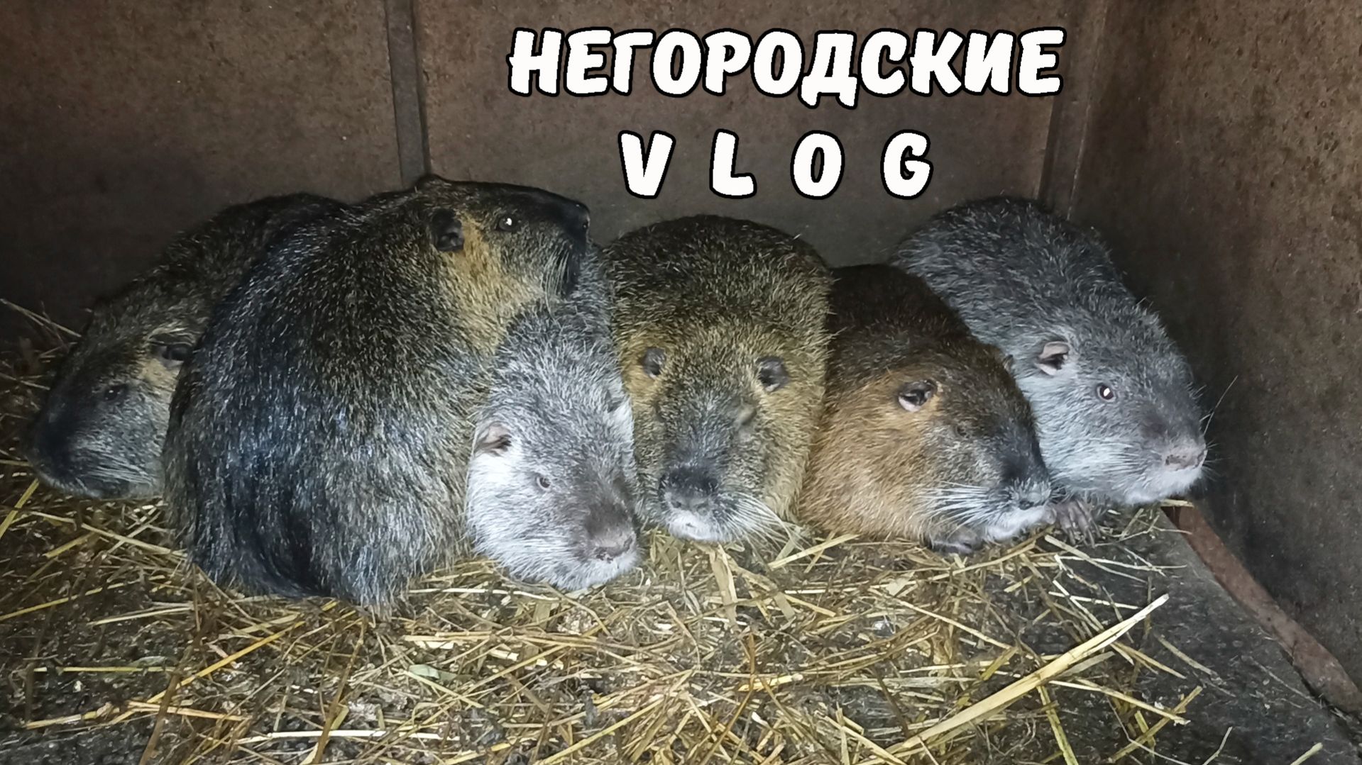 Едем за зерном для наших НУТРИЙ. 09.03.26