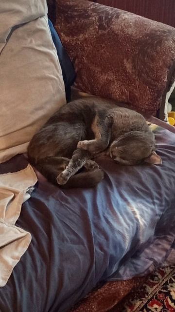 Кот Атос любит время от времени отдохнуть и поспать на диване! #shorts #котатос #животные #кот #атос