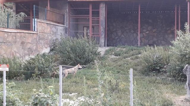 Путешествие на Домбай. Интересная экскурсия в Теберду. Природный заповедник. Очень интересно