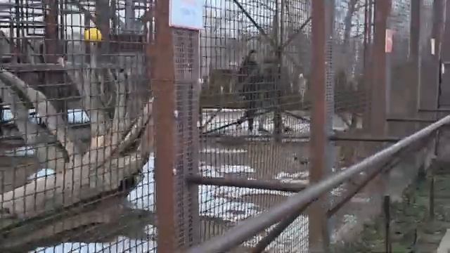 11.03.26гКак Порш ворота открывалИгривый Поршик