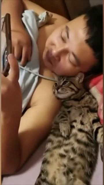 Смешные коты #114-4