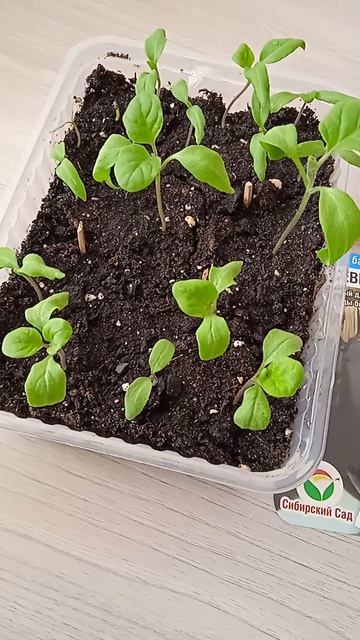 Когда пикировать баклажаны после всходов и можно ли заглублять