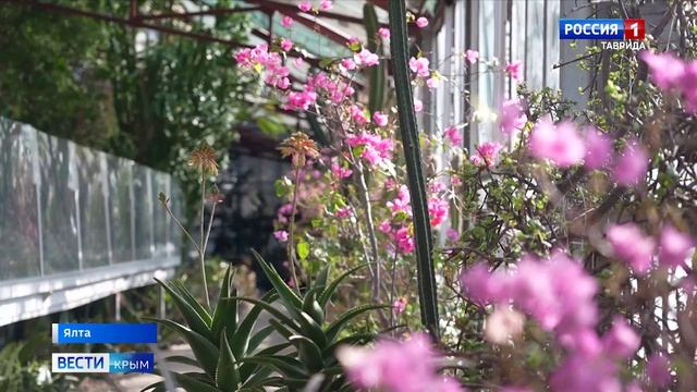 В Никитском ботаническом саду впервые за 15 лет распустились цветы агавы