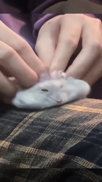 Идеальный анти-стресс