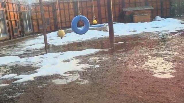 11.03.26гСимочкаПоршикКиара на солнышкеШерхан в окошке иШерхану нужна лодкавольер поплыл