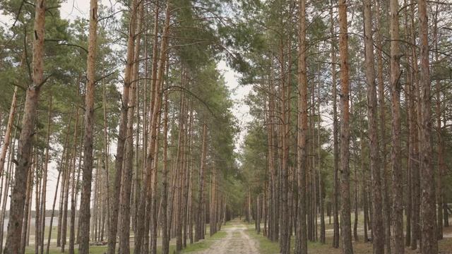 Лес и пение птиц