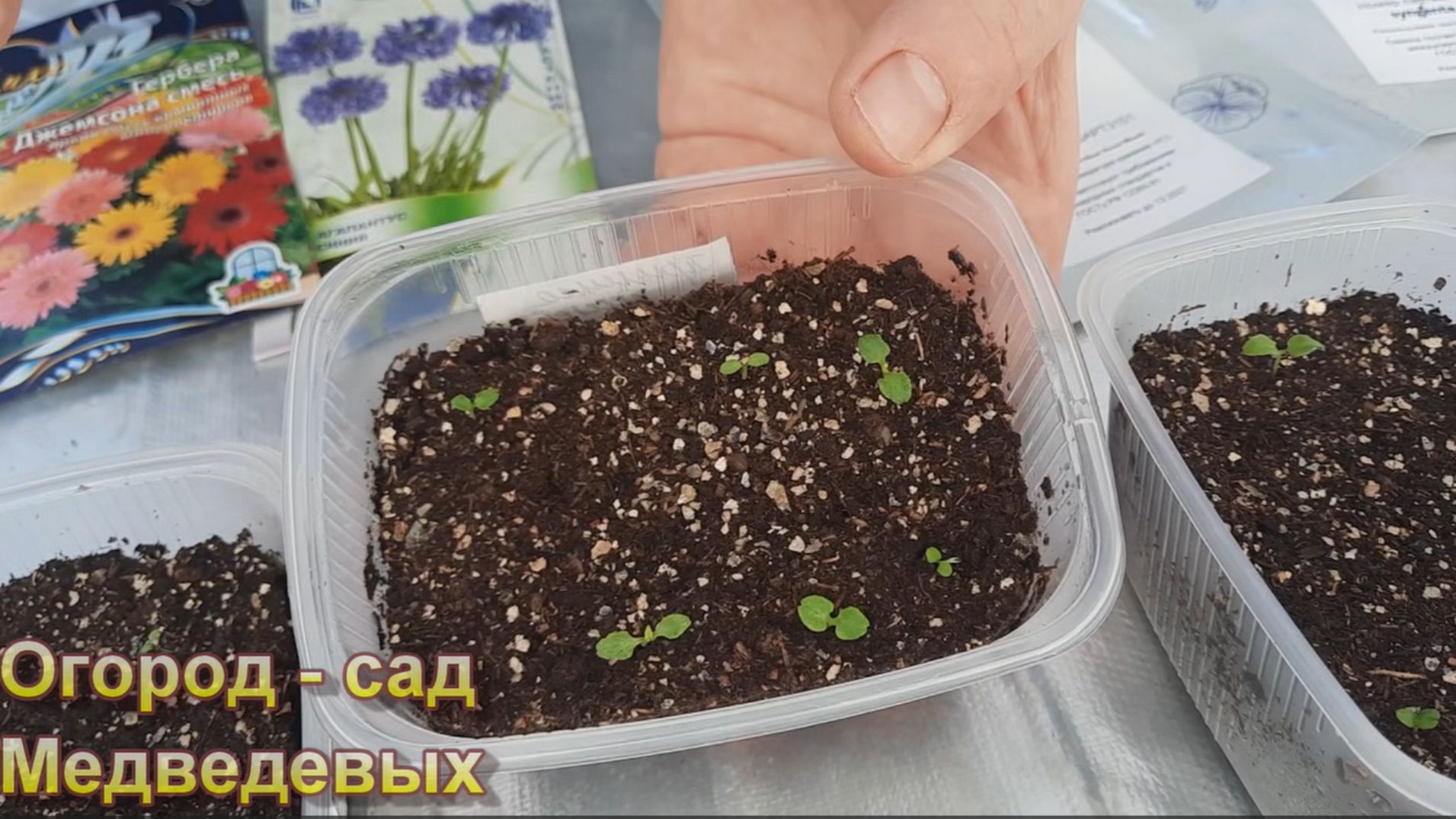 Первые всходы и новые посевы цветов